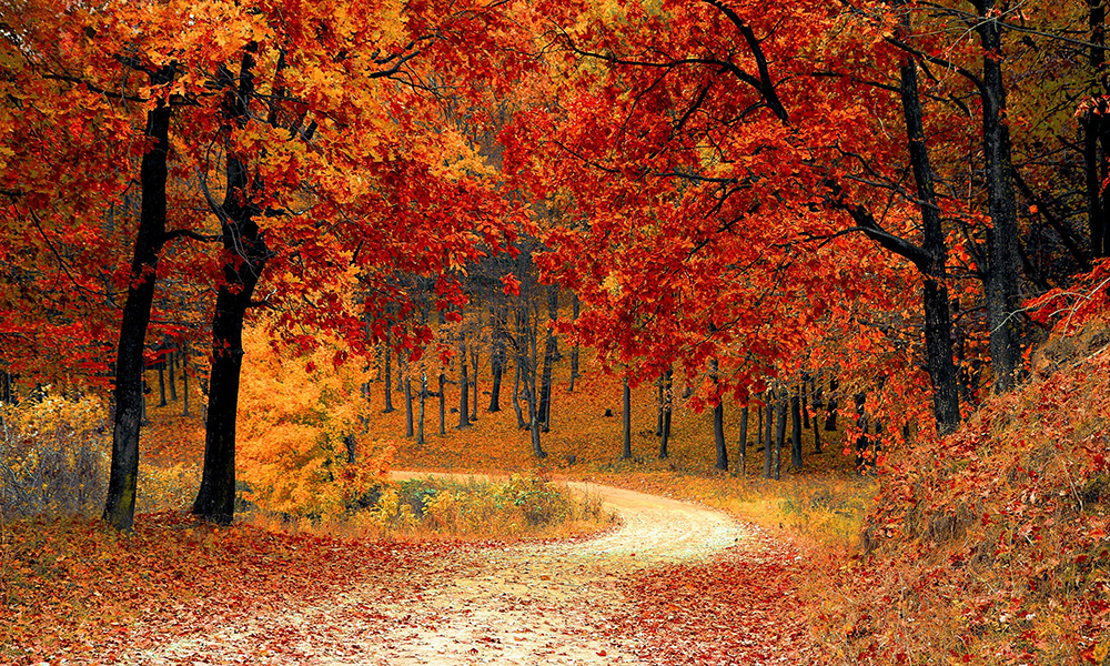 Everything You Need To Know About Leaf Peeping In Upstate New York This Everything You Need To Know About Leaf Peeping In Upstate New York This