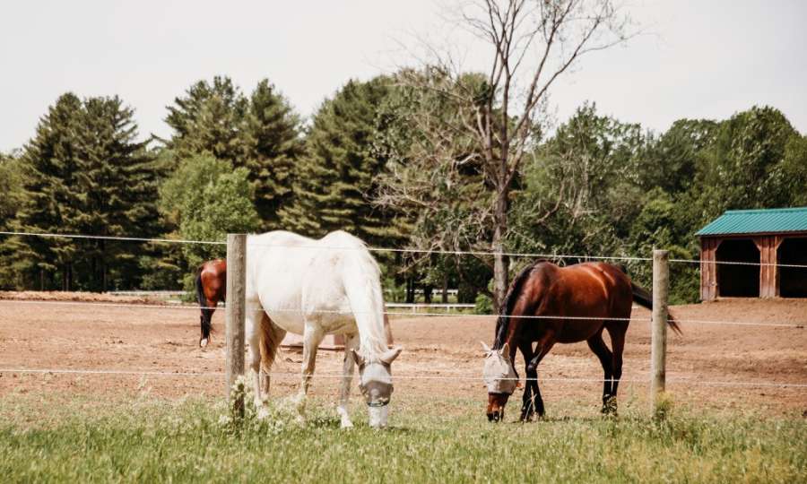 The Saratoga Farm That’s Helping Both Horses and Humans - Saratoga Living